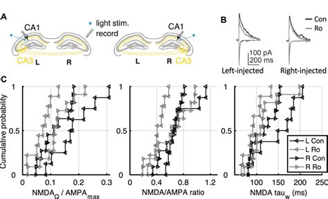Leftright Difference Of Synaptic Nmdars In Mapt−− Recordings A