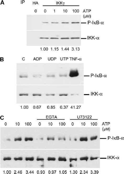 Atp Stimulated Ikb Kinase Ikk Complex Activity Via Ca 21 In Normal