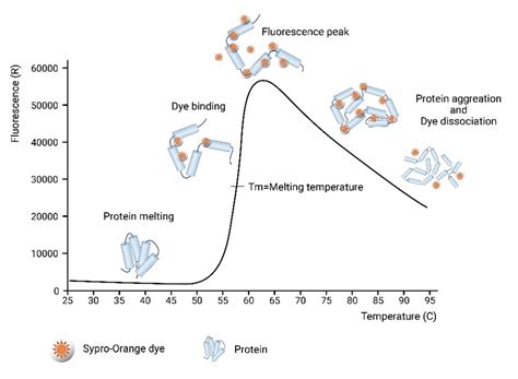 Thermal Shift Assay Tsa Thermal Shift Assay Tsa Ice Bioscience