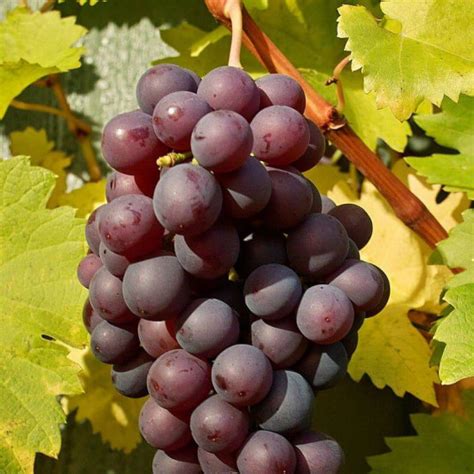 Vitis Lombardia Vente Vigne De Table Rose Gros Raisin Italien