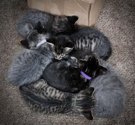 7 Kittens Born With Fever Coat Their True Colors Begin To Show As