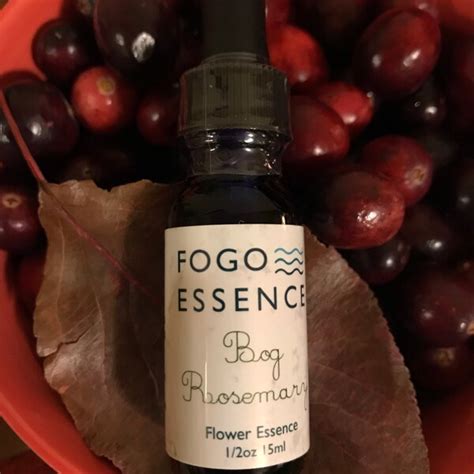 Bebbs Willow Flower Remedy Forgive Etsy