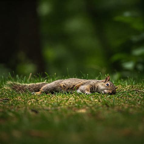 Spiritual Meaning Of Dead Squirrel A Deeper Look At Lifes Messages