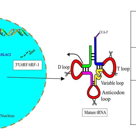 Biogenesis And Classification Of Trna Derived Fragments Trfs