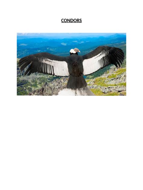 Condors Pdf
