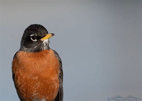 Spring American Robin Portraits Mia Mcphersons On The Wing Photography