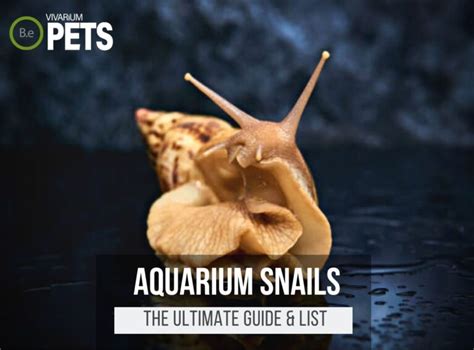 9 Types Of Freshwater Aquarium Snails Care And Setup Tips