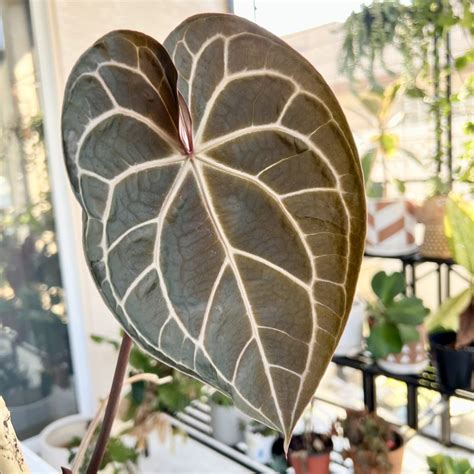 Anthurium Red Crystallinum How To Best Care Guide Aroidwiki