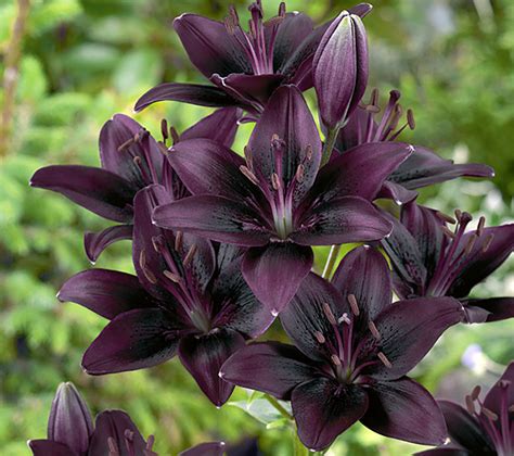 Savannah Verdon Types Of Lily Flowers List List Of 50 Different Types Of Lilies With