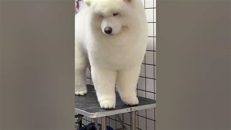 你见过北极熊的脚吗？ Youtube