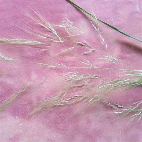 Spidergrass Aristida Ternipes Plant Care And How To Grow Water
