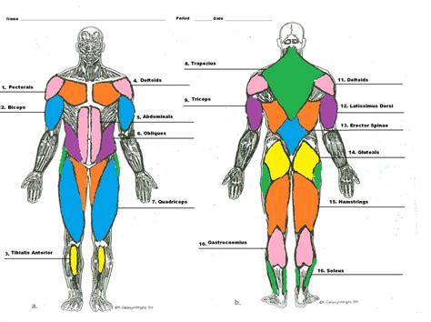 Basic Muscles Diagram Musclewiki Body Map Atcye