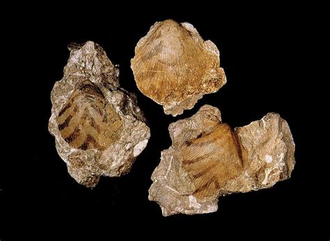 Bivalve Mollusc Fossils Photograph By Natural History Museum London Science Photo Library