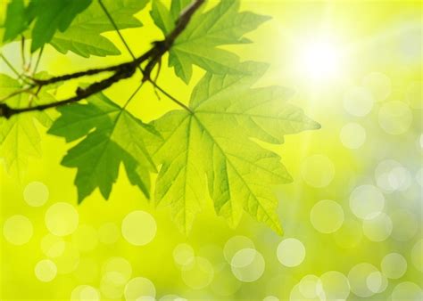 Green Leaves Premium Photo