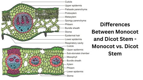 Write Anatomical Difference Between Dicot Leaf And Monocot Leaf