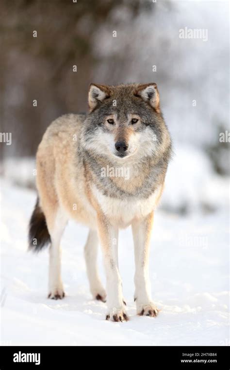 Dark Brown Female Wolf