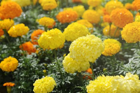 Marigold Cracker Jack Mix Hometown Seeds