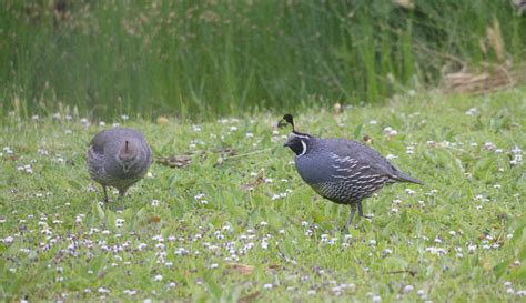 California Quails Strutting Around R Birding