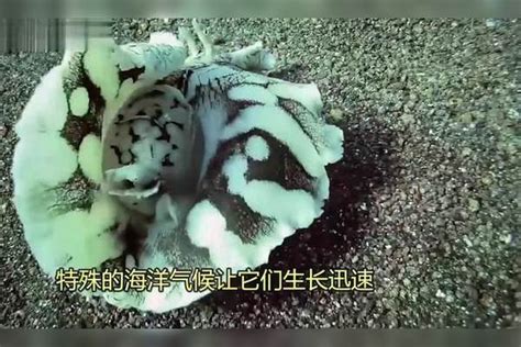 简直太可爱了！5个最奇特的海兔！赶紧抱走！