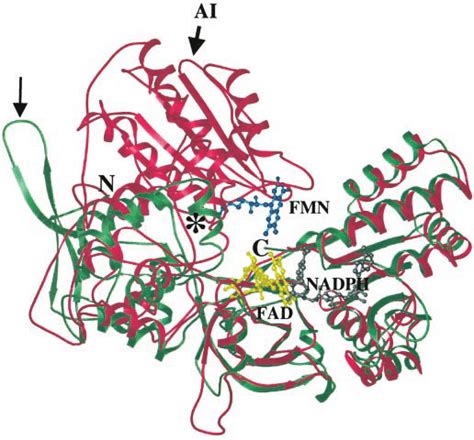 A Stereo Ribbon Diagram Of The Nnos Fadnbd Structure From N To C