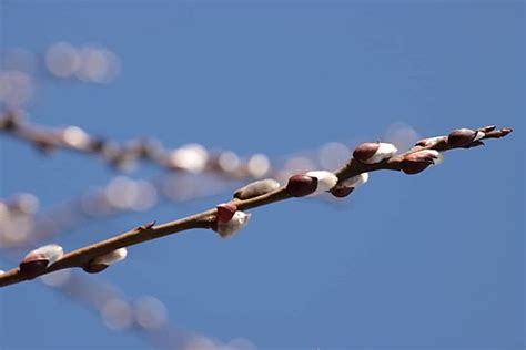 Willow Catkins Background Images Hd Pictures And Wallpaper For Free