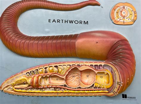 Earthworm Anatomydissection Diagram Quizlet