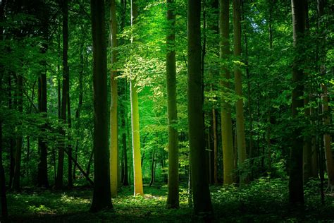 100 Forest Green Aesthetic Wallpapers