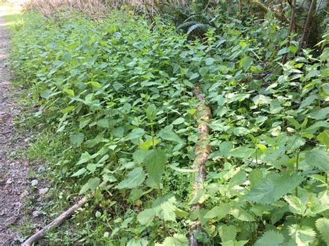 How To Harvest And Cook Stinging Nettle Vicious Delicious And