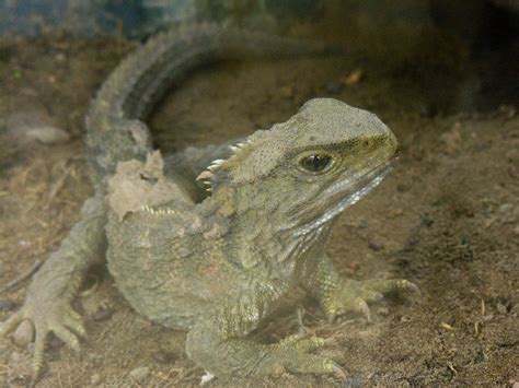 The Tuatara Is The Only Surviving Member Of The Order Rhynchocephalia