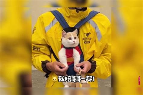 外卖小哥带着小猫咪送餐，场面十分可爱，太治愈了！场面治愈带着