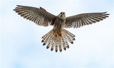G E G E N L I C H T Foto And Bild Tiere Wildlife Wild Lebende Vögel Bilder Auf