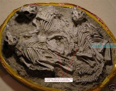 Three Psittacosaurus Dinosaur Complete Skeleton Fossil 15446710