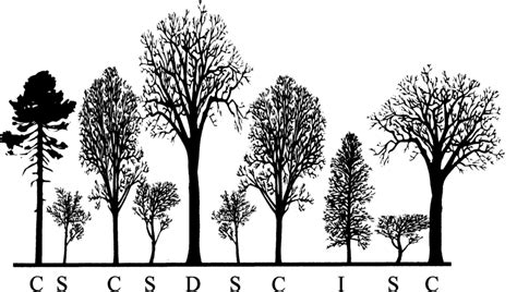 Schematic Drawing Of Crown Classes D Dominant C Codominant