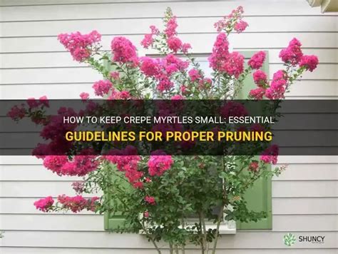 Can Crepe Myrtles Be Kept Small Pruning Tips And Dwarf Varieties Shuncy