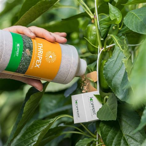 Koppert Thripex And Thripex V 50 000 Urban Grow Garden Supply