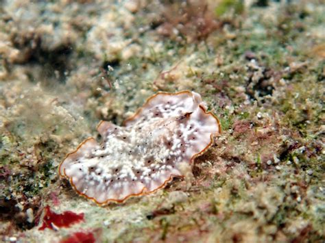 New Record Of Bulaceros Porcellanus Platyhelminthes Polycladida