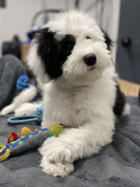 15 Weeks Old Shepadoodle Rsheepadoodles