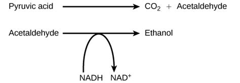 Fermentation Biology I