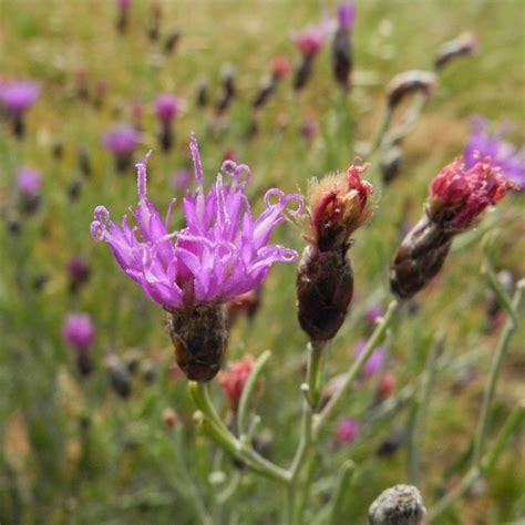 Polydora Angustifolia Seeds Buy Online