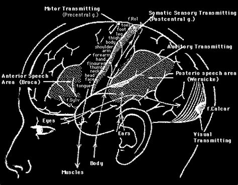 From Evolution Of The Brain By J Eccles
