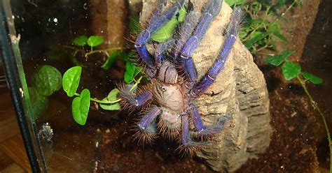 Lampropelma Violaceopes Imgur