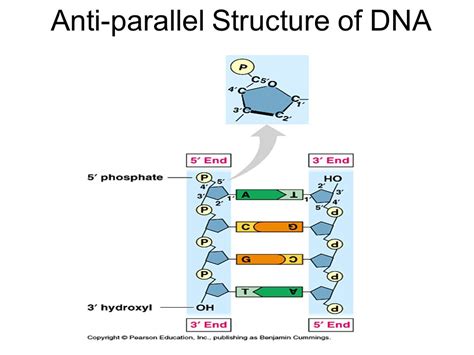 History For The Discovery Of Dna Ppt Video Online Download