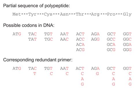 Polymerase Chain Reaction Amplifikasi Dna Page 3 Inovasi Biologi