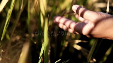 Beautiful Grass Fields And Woman Hand Is Touching Ear Of Grain In Natural Sunlight Stock Video