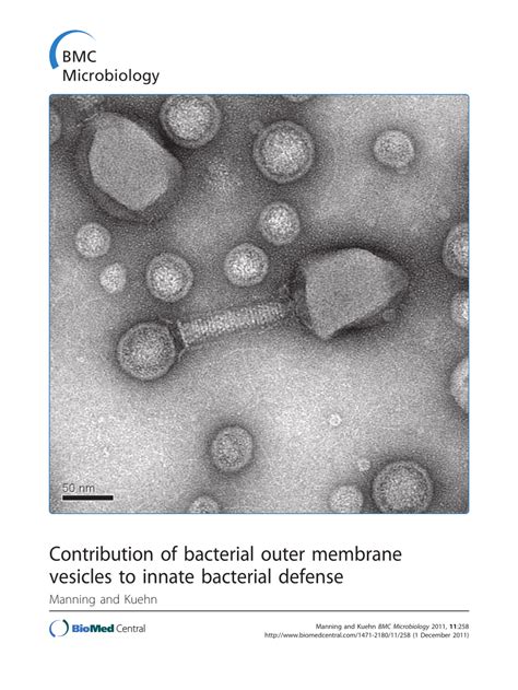 Pdf Contribution Of Bacterial Outer Membrane Vesicles To Innate