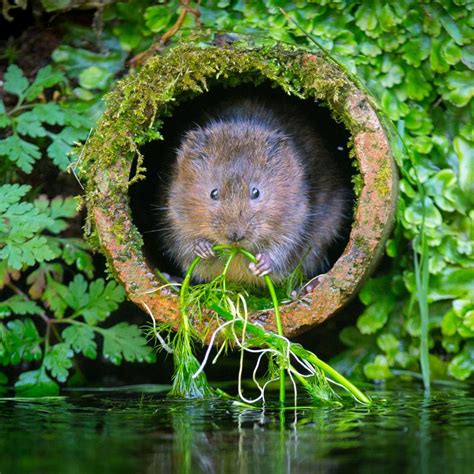 Conservation Community Rewilding Wilding Communityengagement