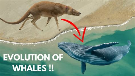 Shocking Evolution Of Whales Explained Youtube