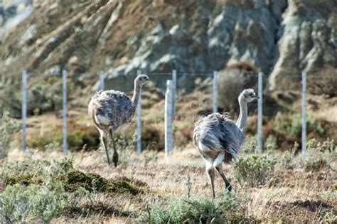 Darwins Rheas Walking On The Green Field On A Sunny Day Stock Image