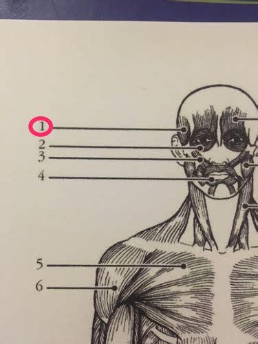 Major Skeletal Muscles Flashcards Quizlet