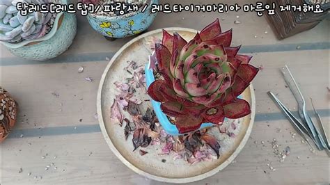 키핑장에서 키우는 묵둥이 다육이 탑레드 파랑새 레드타이거마리아 마른잎 떼어주면서 컨디션 살펴봅니다~ 이런 시간에 다육이